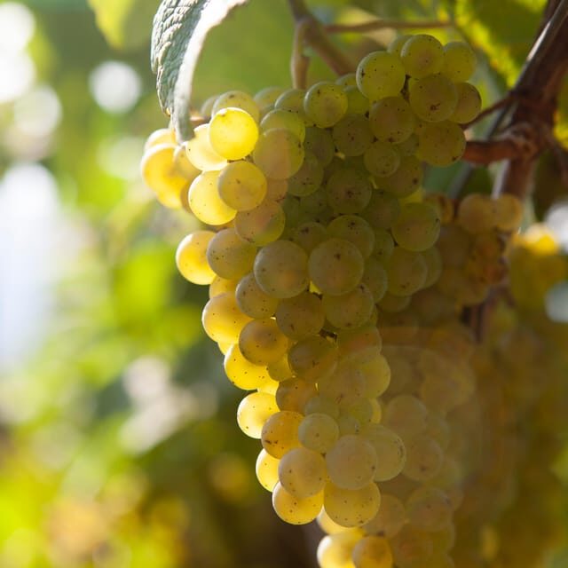 Getaria Txakoli wine tour from San Sebastian - Key Points