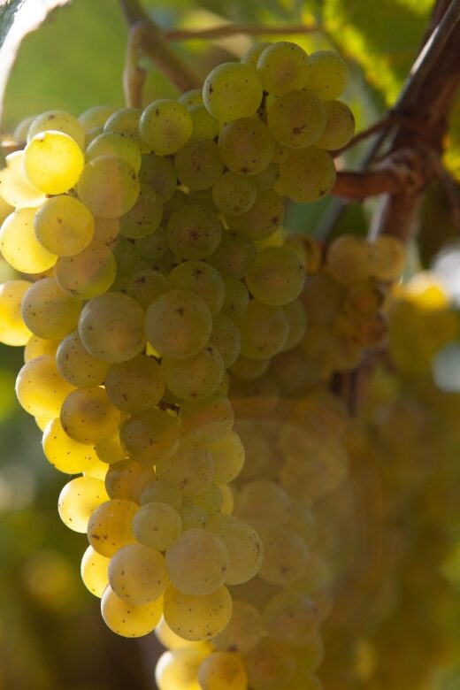 Getaria Txakoli wine tour from San Sebastian - A Closer Look at the Experience