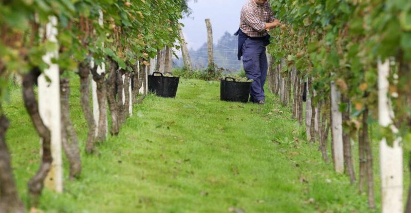 Getaria Txakoli wine tour from San Sebastian - Who is This Tour Best For?