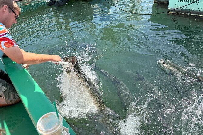 Giant Tarpon Fish Feeding Experience in Bayside Marketplace - An Authentic Look at the Miami Tarpon Feeding Experience