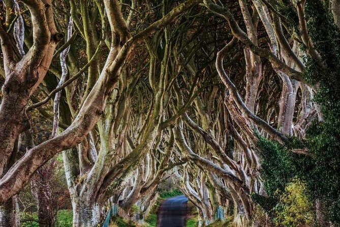 Giant's Causeway Full Day Tour from Belfast - Who Is This Tour Best For?