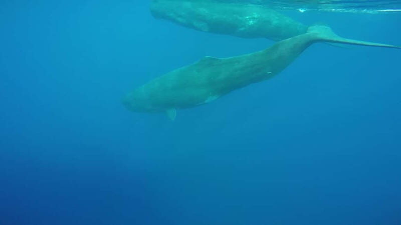 Giardini Naxos: Dolphin Catamaran Sunset Tour with Aperetif - Who Would Love This Tour?