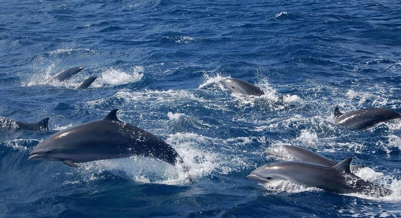 Giardini Naxos: Dolphin Catamaran Sunset Tour with Aperetif - FAQ