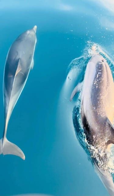 Giardini Naxos: Dolphin Searching Sunset Boat Tour - FAQs