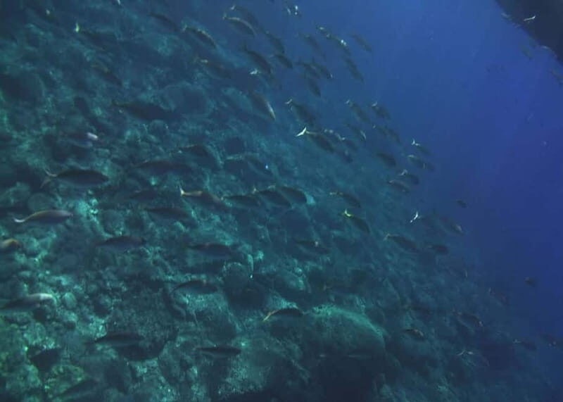 Giardini Naxos Taormina: Dolphin Watching Sunset Tour - Final Thoughts