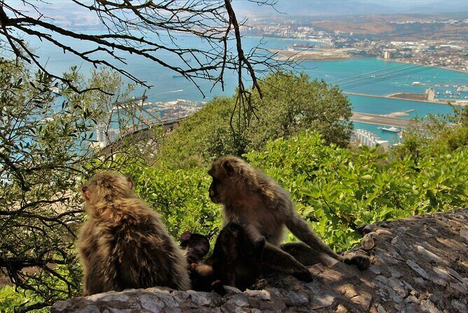 Gibraltar and Mijas Tour from Málaga - Key Points  
