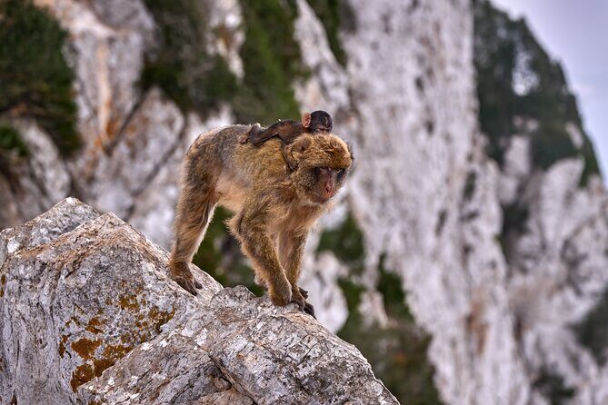 Gibraltar and Mijas Tour from Málaga - The Itinerary in Detail: What You Can Expect  