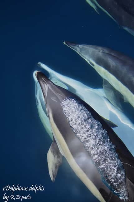 Gibraltar: Dolphin Watching Tour - Intro: What to Expect from the Gibraltar Dolphin Watching Tour