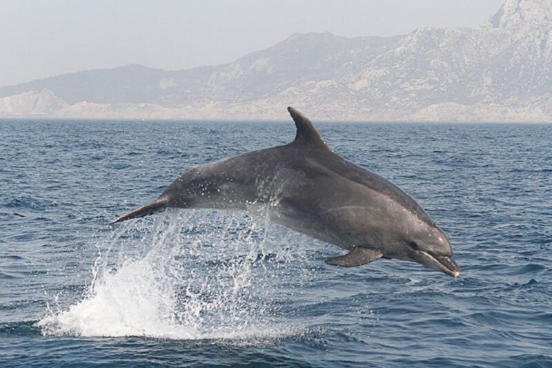 Gibraltar Dolphins Watching Day Trip from Seville - Exploring Gibraltar City