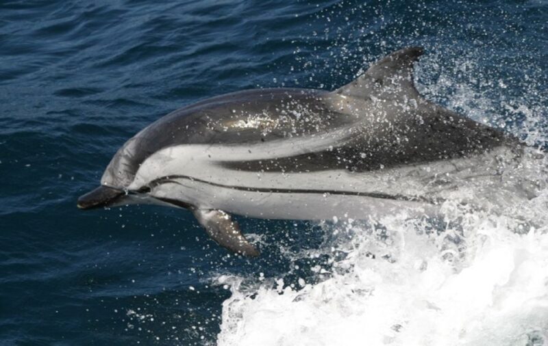 Gibraltar Dolphins Watching Day Trip from Seville - Practical Details and Considerations