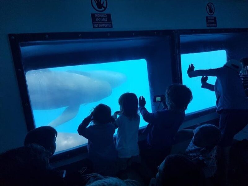 Gibraltar Dolphins Watching Day Trip from Seville - Authentic Experiences from Reviews