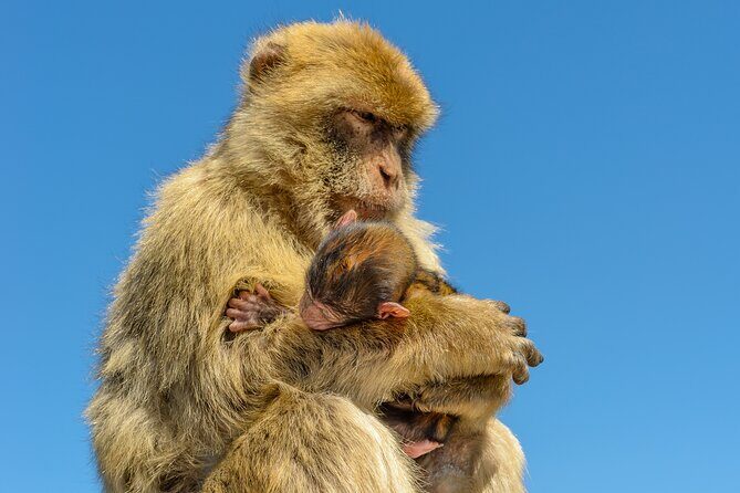 Gibraltar Full Day Tour Ultimate Tour 7hrs - The Sum Up