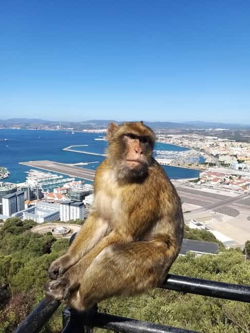 Gibraltar: Guided Tour by Bus Including Tickets - Final Thoughts