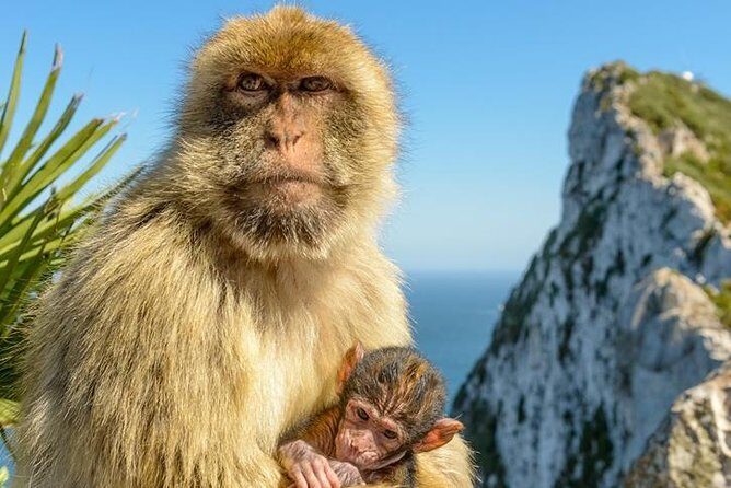 Gibraltar Inside Out Extended Tour 2.30hrs - The Upper Rock Nature Reserve: Nature and Wildlife
