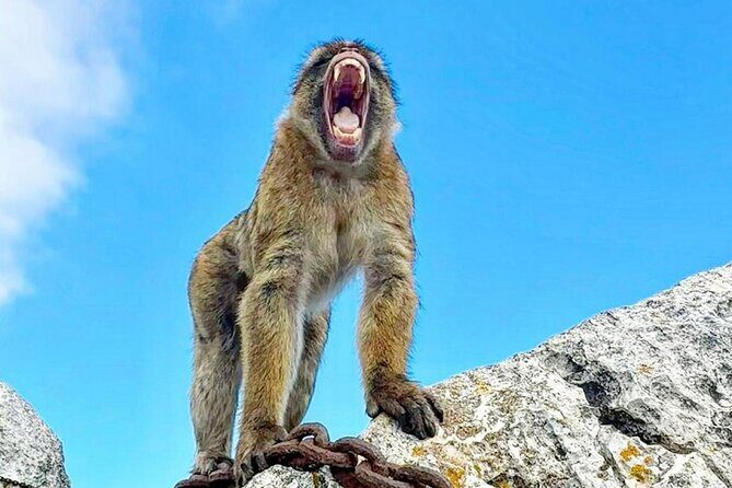 Gibraltar Private Daytrip From Malaga - Final Words