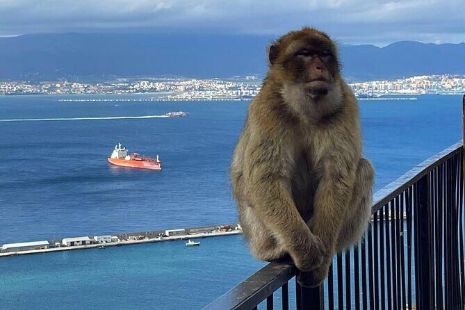 Gibraltar Private Daytrip From Sevilla - What to Expect on Your Gibraltar Day Trip