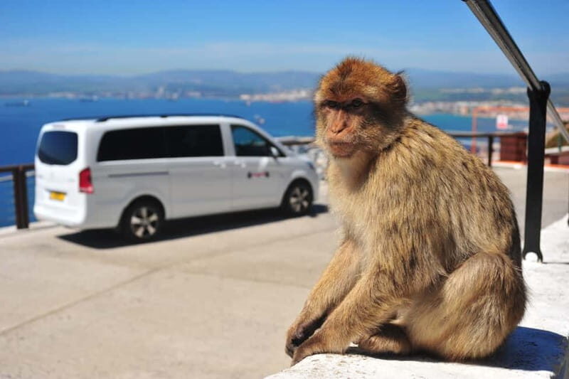 Gibraltar: Private Highlight Tour with Entry Tickets - Exploring Gibraltar: A Private Highlight Tour with Entry Tickets