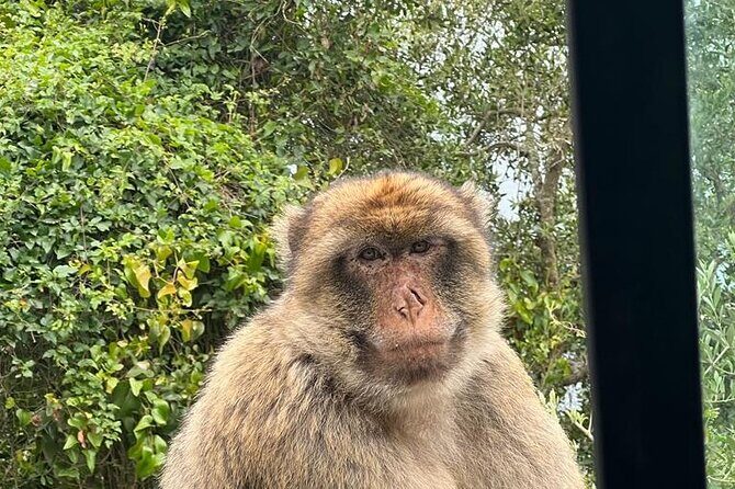 Gibraltar Private Tour from Malaga and Surrounding Areas - Who Will Love This Tour?