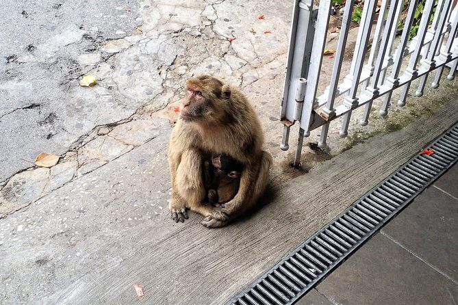 Gibraltar private tour from Marbella or Malaga - Final Thoughts