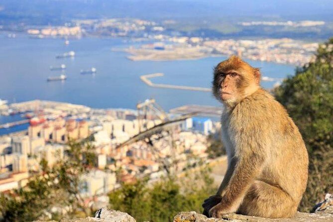 Gibraltar private tour from Seville including the upper rock - Who Would Love This Tour?
