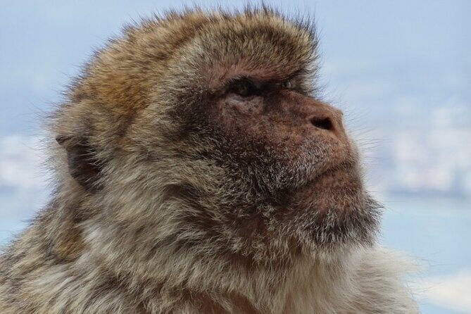 Gibraltar Shore Excursion: The Original Rock, Shop & Caves Tour - FAQ