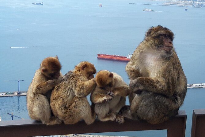 Gibraltar Sightseeing: Classic Rock Tour (Private) - FAQs