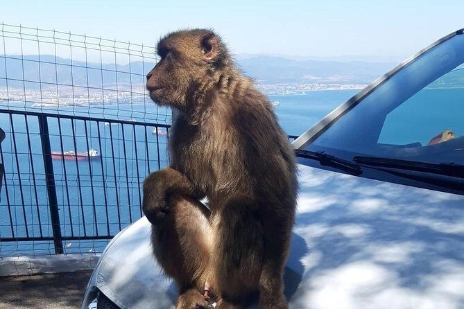 Gibraltar Sightseeing : Extended Rock Tour / Shore Excursion (Private) - Frequently Asked Questions