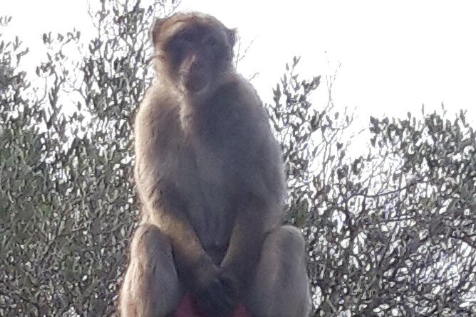 Gibraltar Sightseeing :SKYWALK AND SUSPENSION BRIDGE TOUR (Private) - The Sum Up: Who Will Love This Tour?