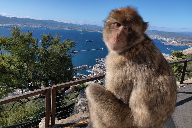 Gibraltar Sightseeing: Sunset Panoramic and Monkey Tour - Key Points