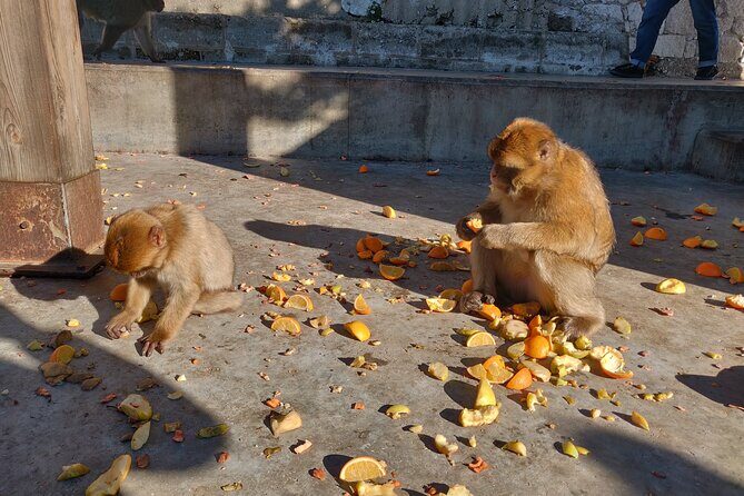 Gibraltar Sightseeing: Sunset Panoramic and Monkey Tour - An In-Depth Look at the Tour Experience