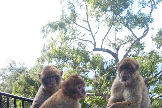 Gibraltar Sightseeing: Sunset Panoramic and Monkey Tour - The Sum Up