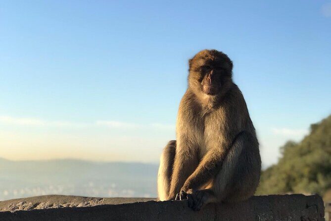 Gibraltar Sightseeing: Sunset Panoramic and Monkey Tour - FAQ