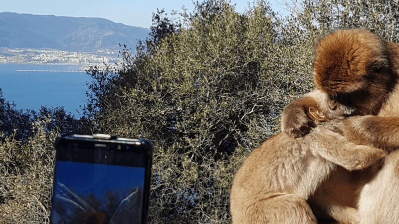 Gibraltar: Tour guiado desde la Costa Del Sol - Final Thoughts: Is the Gibraltar Guided Tour from Costa del Sol Worth It?