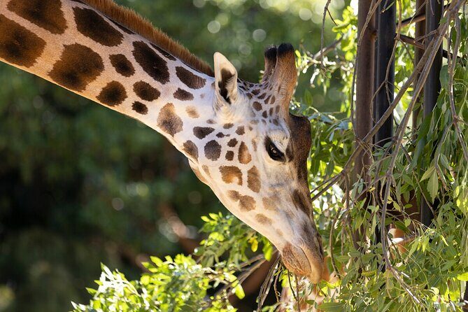 Giraffe Experience at Melbourne Zoo - excl. entry - Final Thoughts: Who Should Consider This Tour?