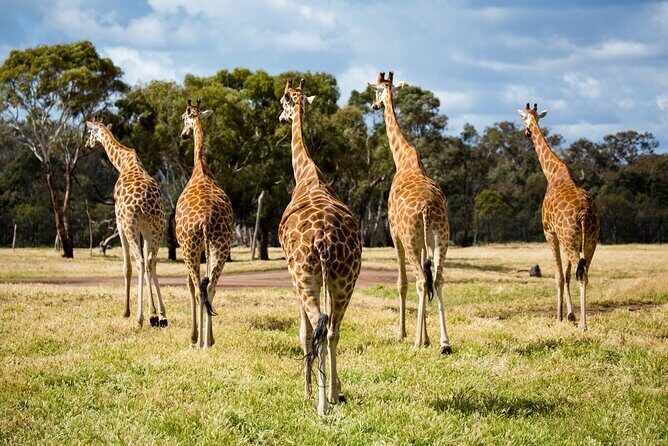 Giraffe Experience at Werribee Open Range Zoo - excl. entry - Who Will Enjoy This Tour Most?