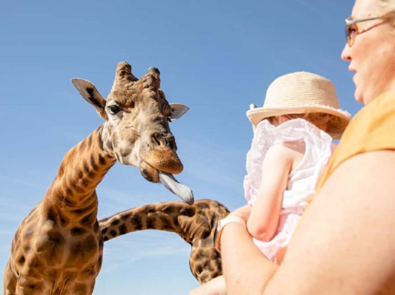 Giraffe Safari & a Day at Monarto Safari Park - Key Points
