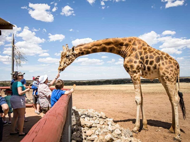 Giraffe Safari & a Day at Monarto Safari Park - An In-Depth Look at the Giraffe Safari Experience
