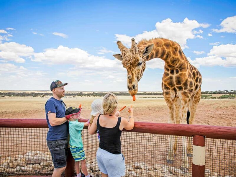 Giraffe Safari & a Day at Monarto Safari Park - Why This Tour Works Well for Certain Travelers