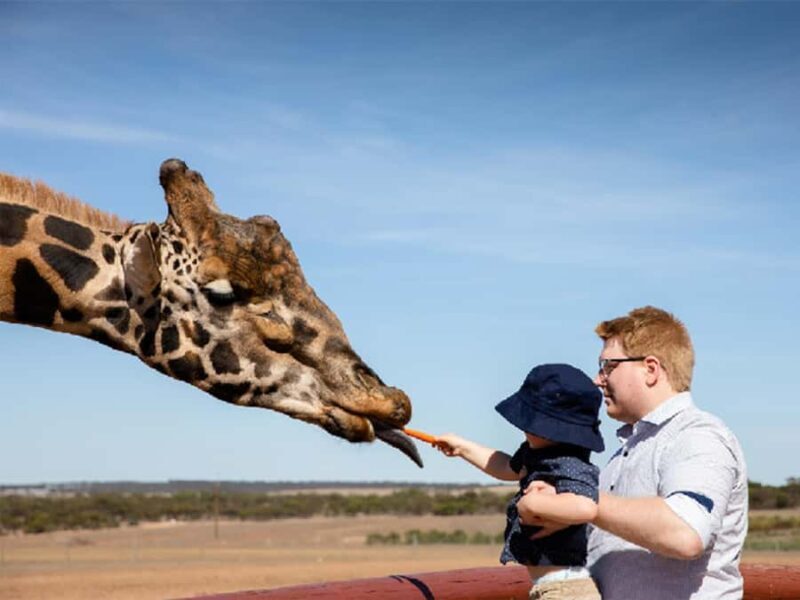 Giraffe Safari & a Day at Monarto Safari Park - Final Thoughts