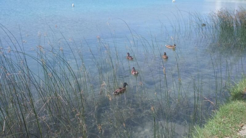 Girona: Volcano Area, Besalú, and Banyoles Lake Tour - The Sum Up