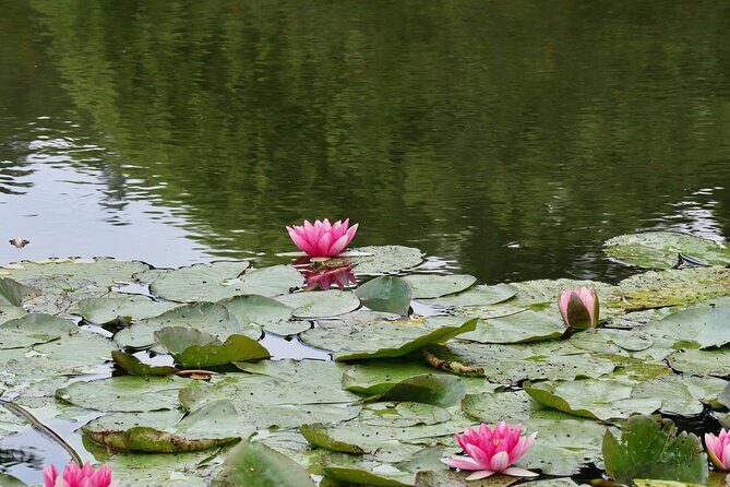 Giverny Half-Day Small-Group Tour from Paris  Max 7 Guests - Lunch Break & Return to Paris