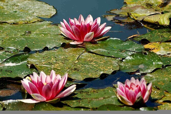 Giverny Half-Day Small-Group Tour from Paris  Max 7 Guests - The Practical With the Beautiful