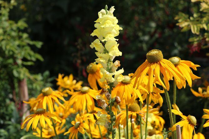 Giverny Private Half-Day Trip including Claude Monet' Gardens & House from Paris - Authentic Experiences Derived from Reviews