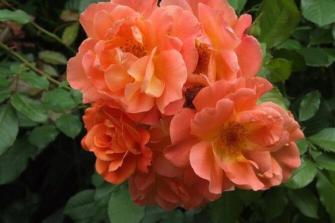 Giverny Small-Group Minivan with Hotel Pickup or Meeting Point - Practical Tips and Insights