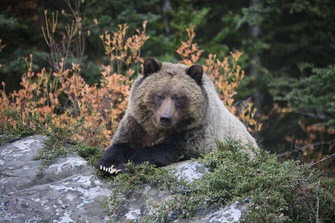 Glacier Adventure on the Icefields Parkway Hidden Gems Skywalk - Weather & Booking Flexibility