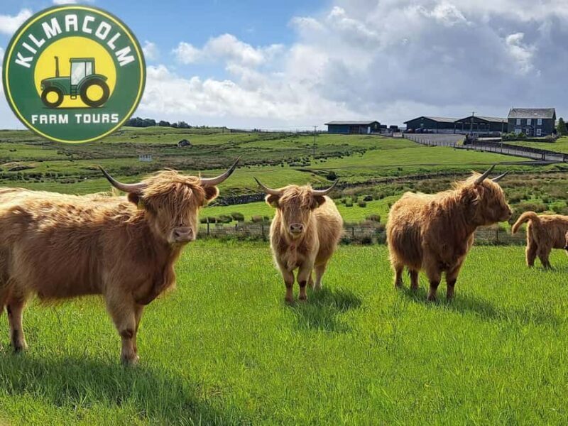 Glasgow: Highland Cow Trailer Tour with home baking - Introduction