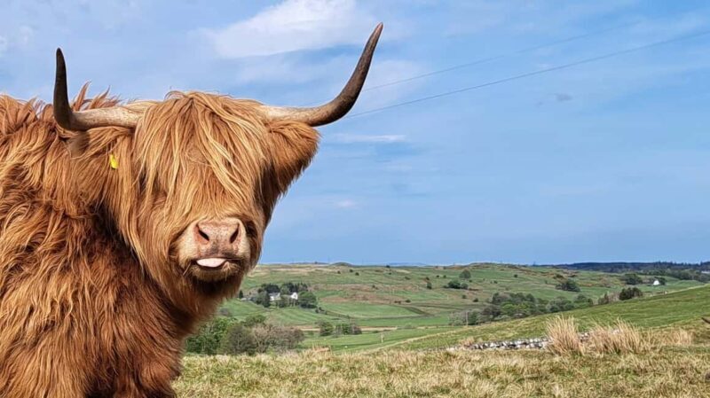 Glasgow: Highland Cow Trailer Tour with home baking - Key Points