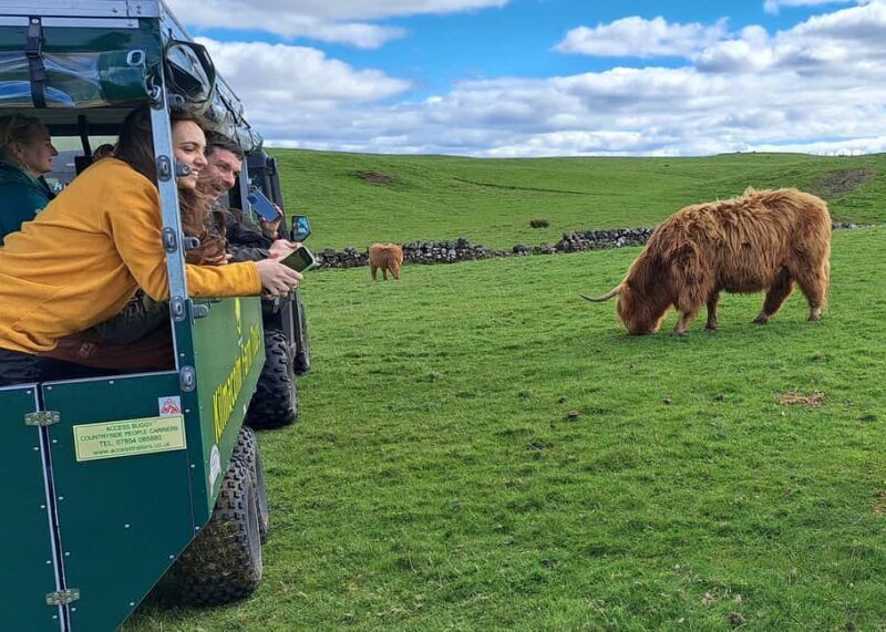 Glasgow: Highland Cow Trailer Tour with home baking - Who Would Love This Tour?