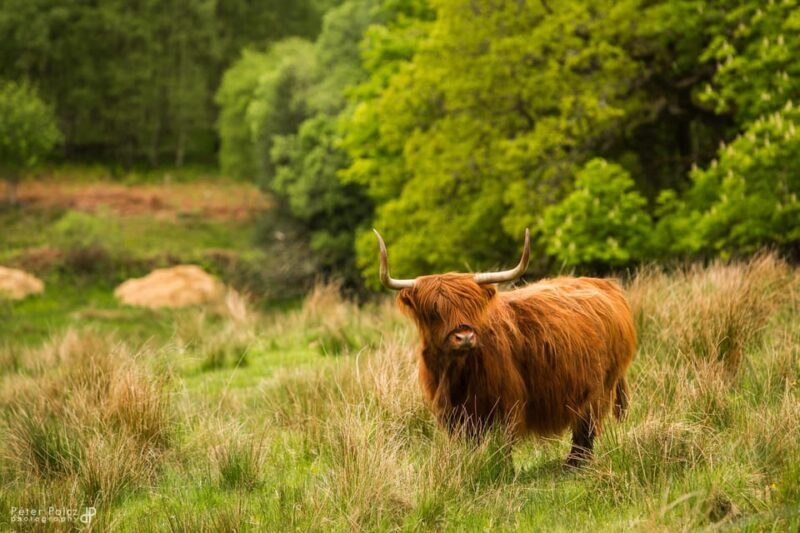 Glasgow: Loch Ness, Glen Coe, Hairy Coos & The Highlands - Key Points
