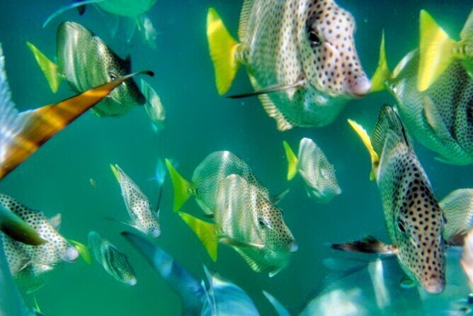 Glass Bottom Boat Sightseeing Tour in Cabo San Lucas - What to Expect from the Itinerary